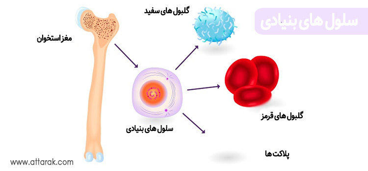 سلول های بنیادی چیست و چه وظایفی دارند؟ عطاری آنلاین عطارک