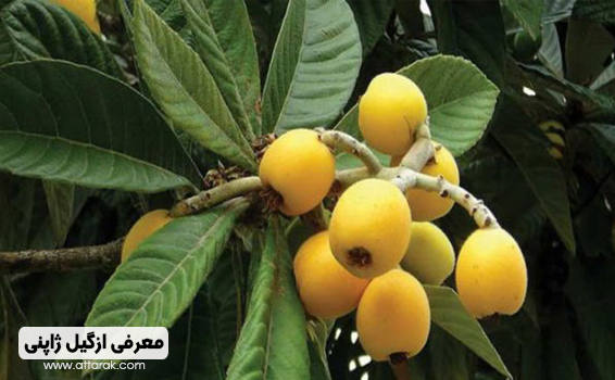 ازگیل ژاپنی را بشناسیم | عطاری آنلاین | عطارک ازگیل ژاپنی را بشناسیم