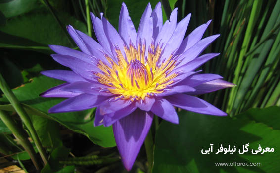 گل نیلوفر آبی و خواص و مضرات آن را بشناسیم | عطاری آنلاین | عطارک